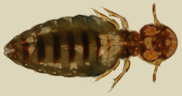 Snultidýr hjá rossum.